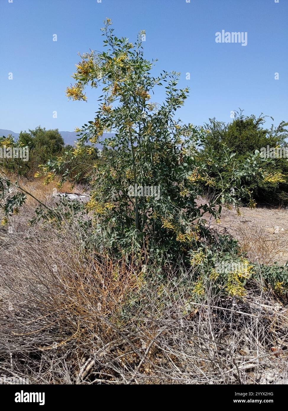 tree tobacco (Nicotiana glauca Stock Photo - Alamy