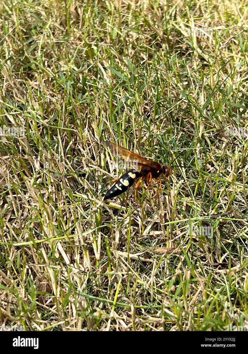 Eastern Cicada-killer Wasp (Sphecius speciosus Stock Photo - Alamy