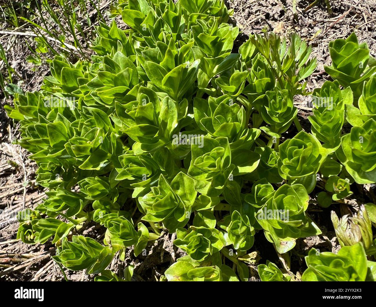 Mountain Bog Gentian (Gentiana calycosa Stock Photo - Alamy