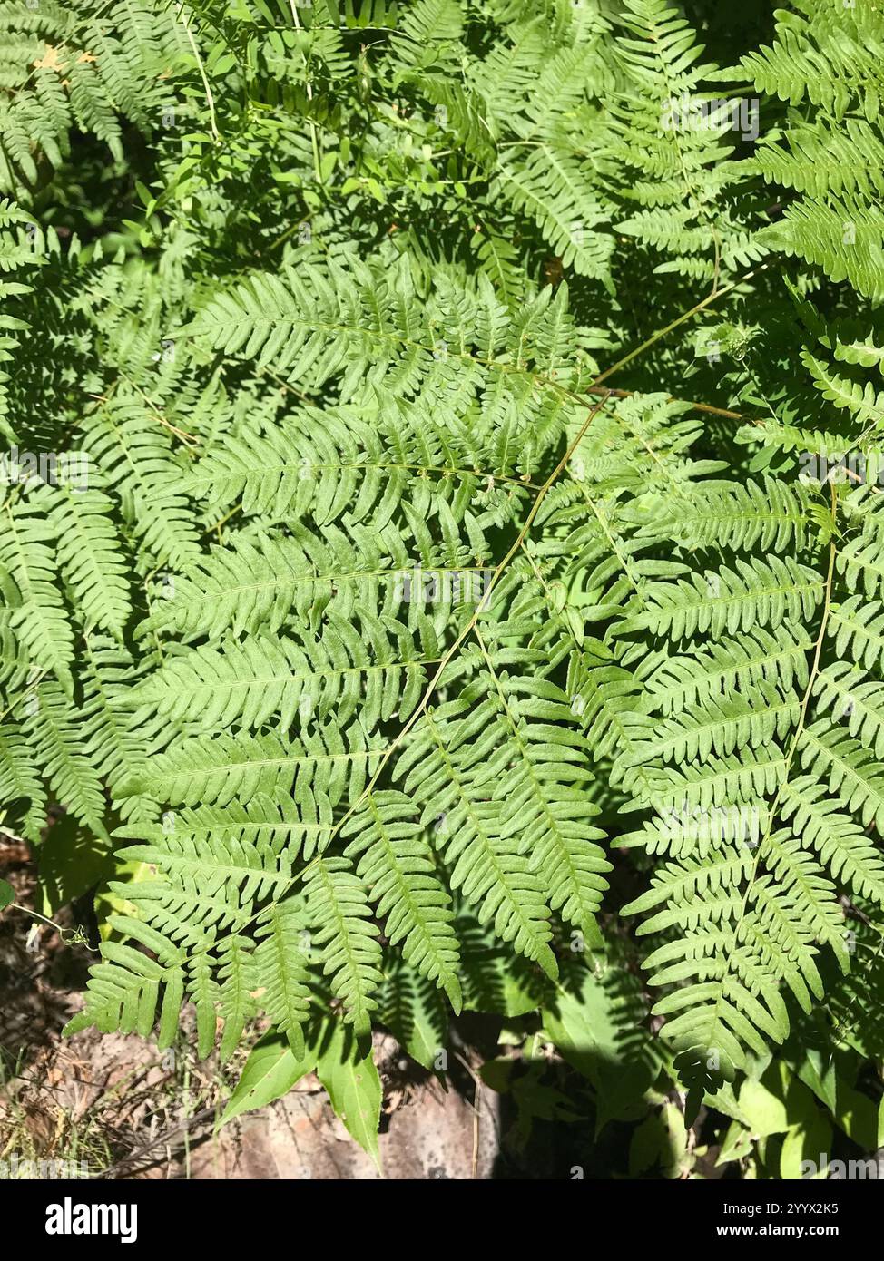 common bracken (Pteridium aquilinum Stock Photo - Alamy