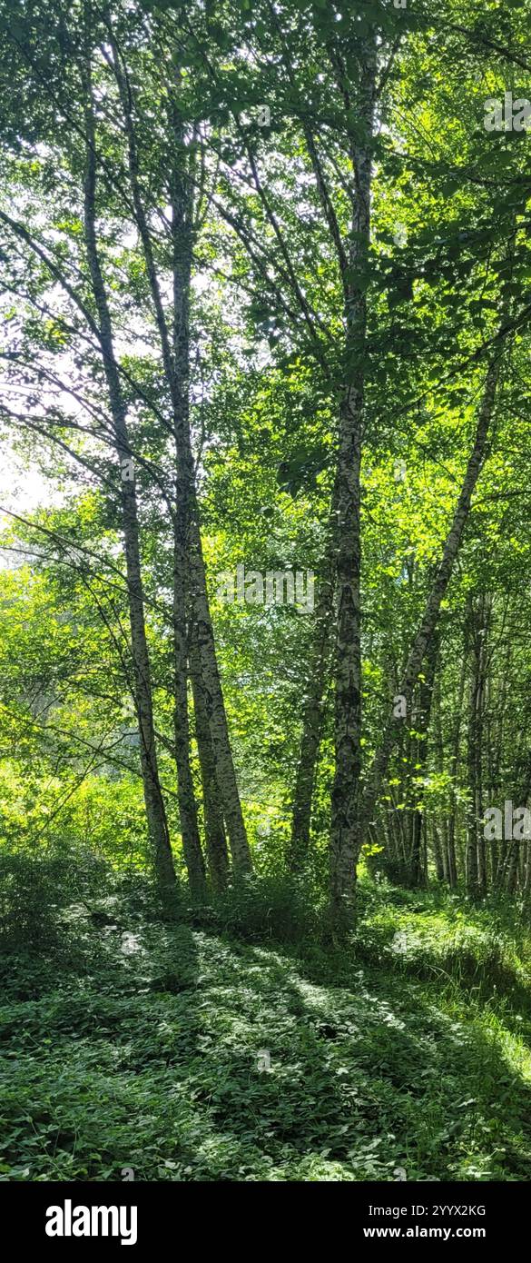 Red Alder (Alnus rubra Stock Photo - Alamy