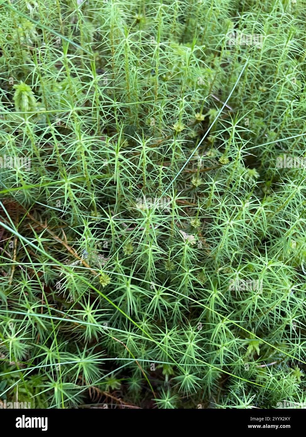 Common Haircap Moss (Polytrichum commune Stock Photo - Alamy