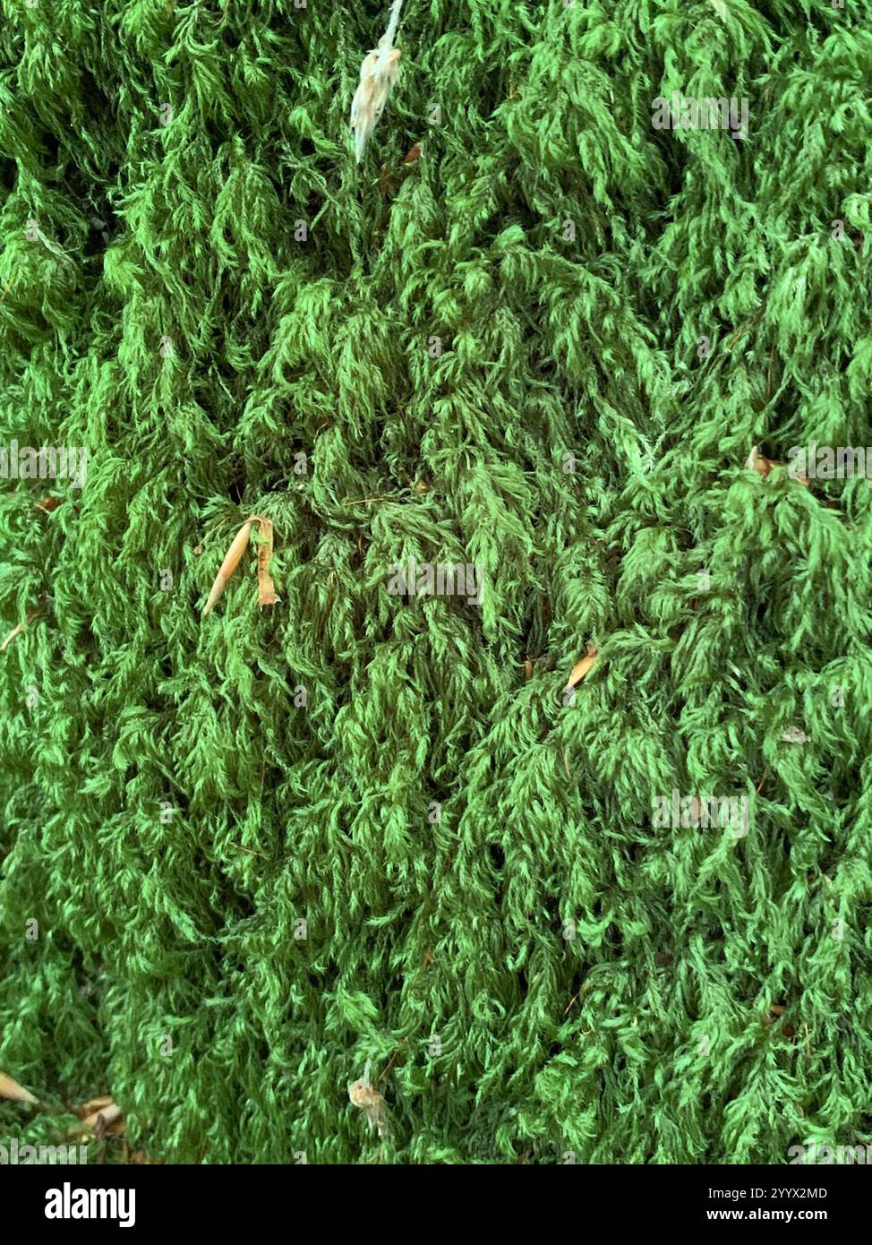 Mouse-tail Moss (Pseudisothecium myosuroides Stock Photo - Alamy