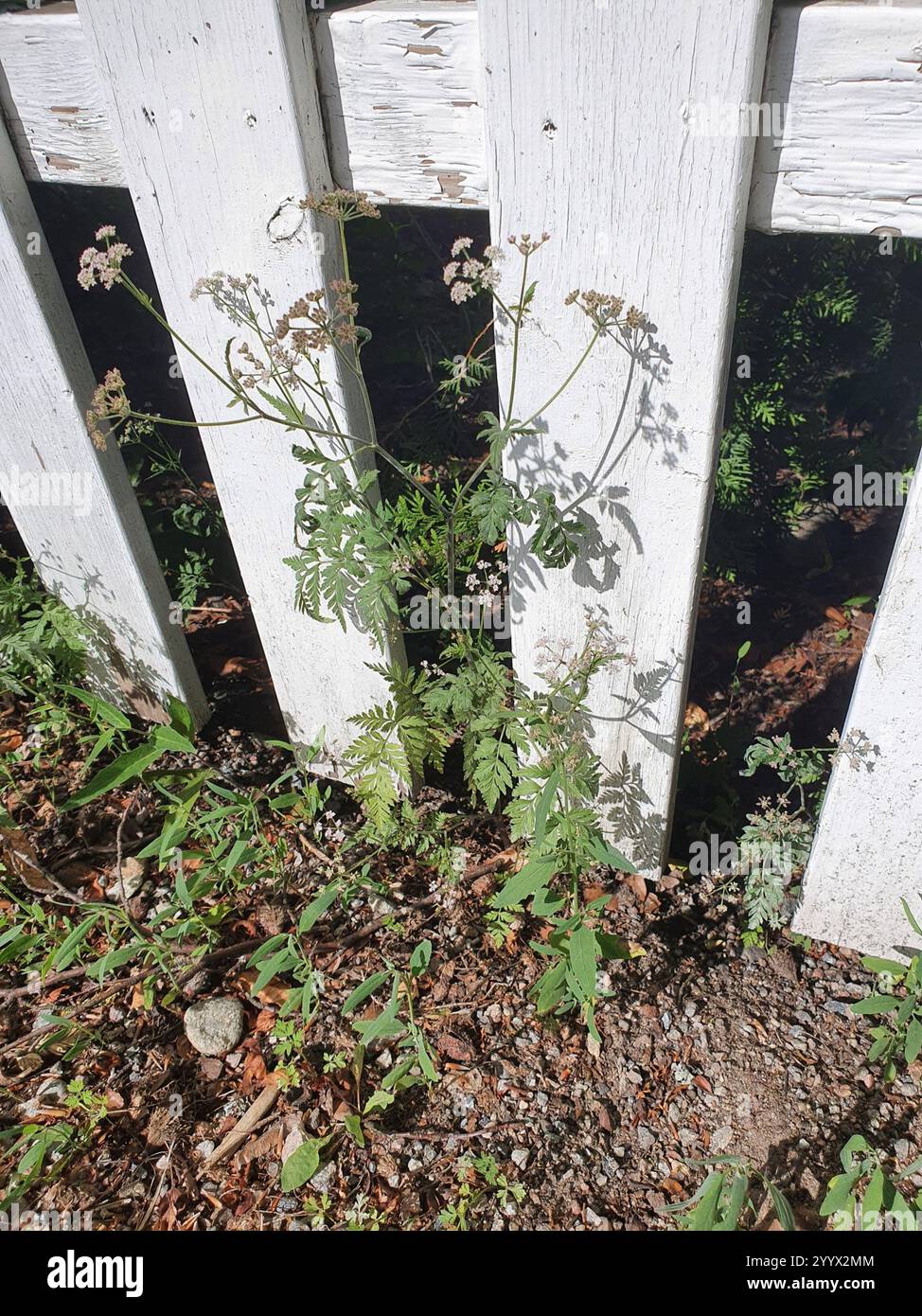 upright hedge-parsley (Torilis japonica Stock Photo - Alamy