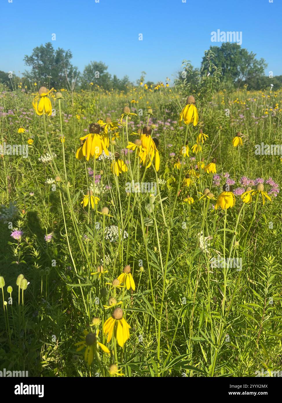 grey-headed coneflower (Ratibida pinnata Stock Photo - Alamy