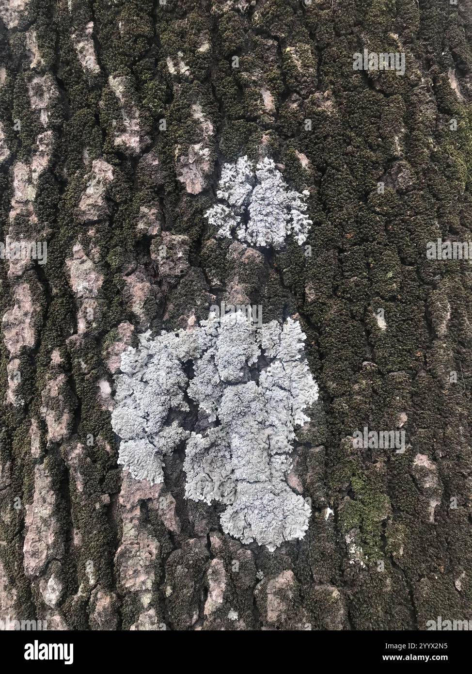 rock shield lichens (Xanthoparmelia Stock Photo - Alamy