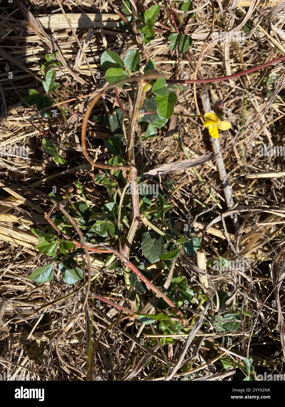 Maloga bean (Vigna lanceolata Stock Photo - Alamy