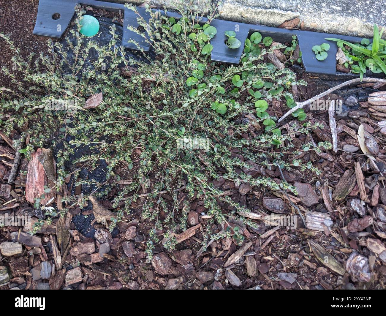 prostrate sandmat (Euphorbia prostrata Stock Photo - Alamy