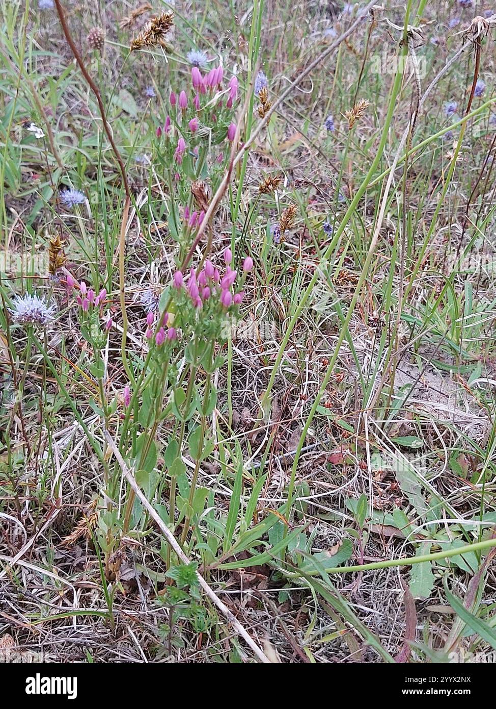 Common centaury (Centaurium erythraea Stock Photo - Alamy