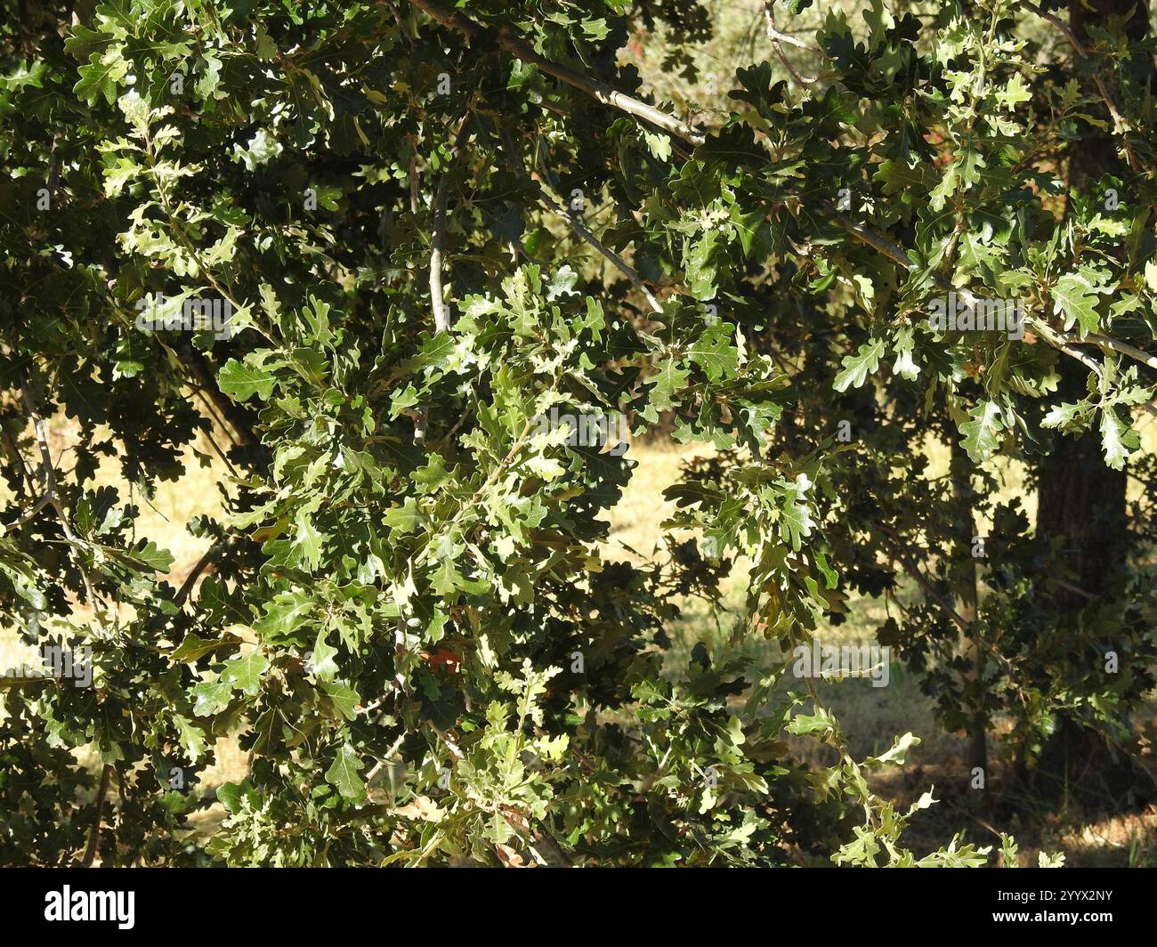 valley oak (Quercus lobata Stock Photo - Alamy