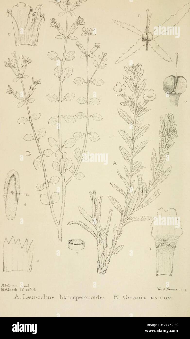 Echiochilon lithospermoides as Leurocline lithospermoides, Lindenbergia ...