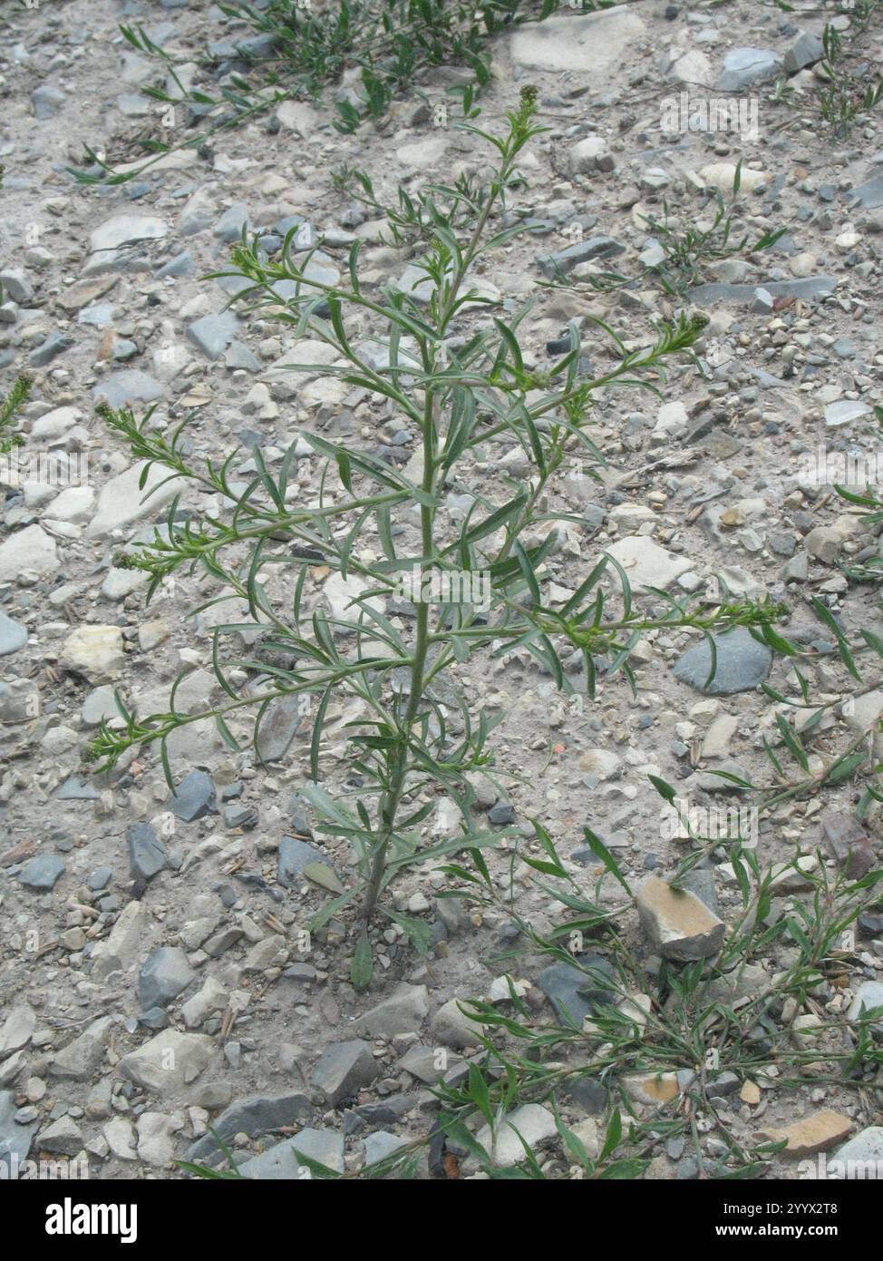 Common Peppergrass (Lepidium densiflorum Stock Photo - Alamy