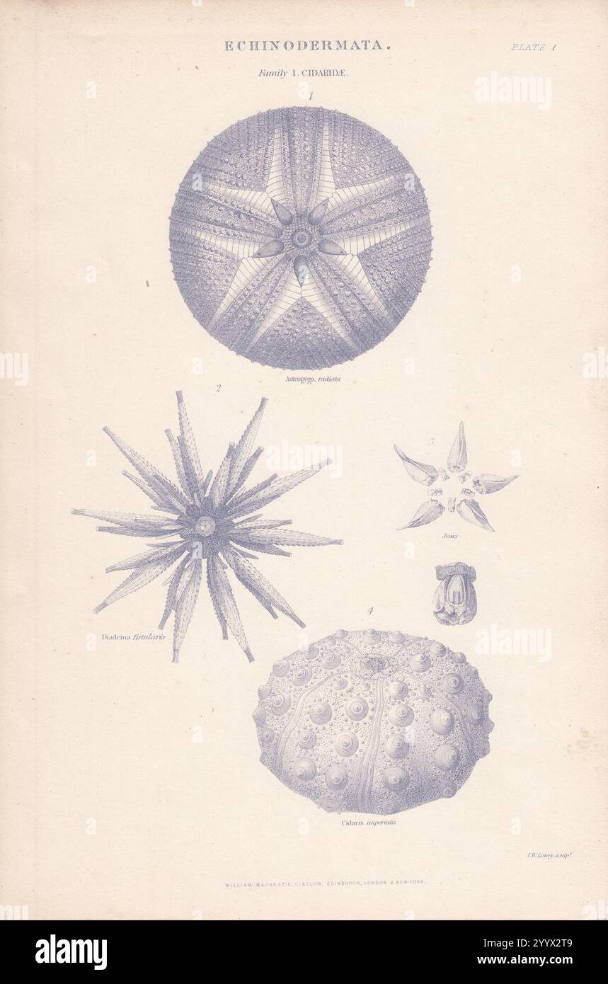 Echinodermata, I. Cidaridae. The National Encyclopaedia, Mackenzie 1885 ...