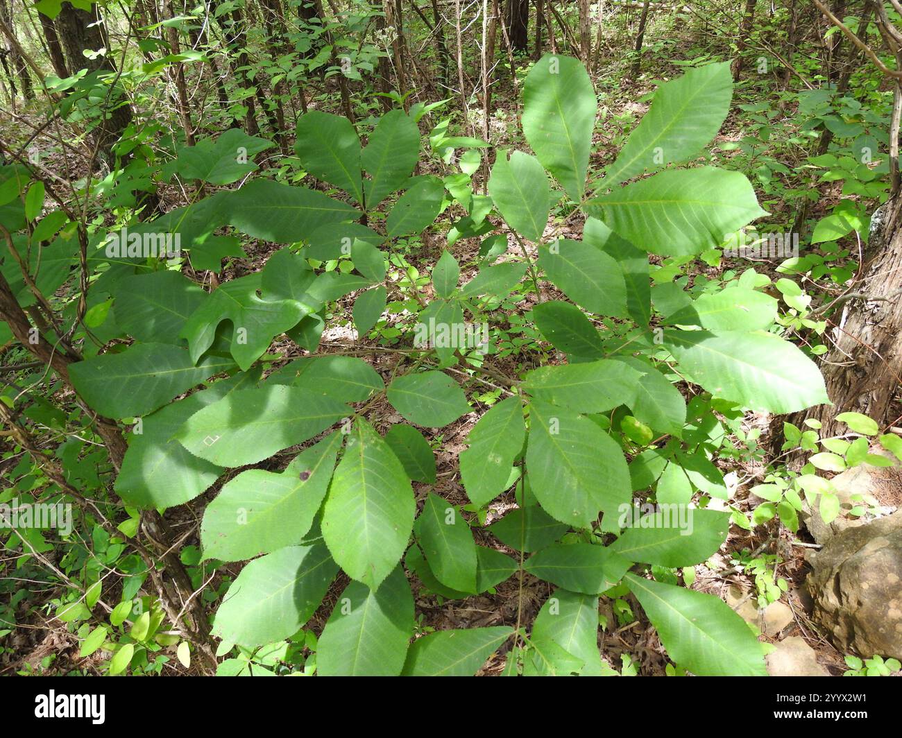 bitternut hickory (Carya cordiformis Stock Photo - Alamy