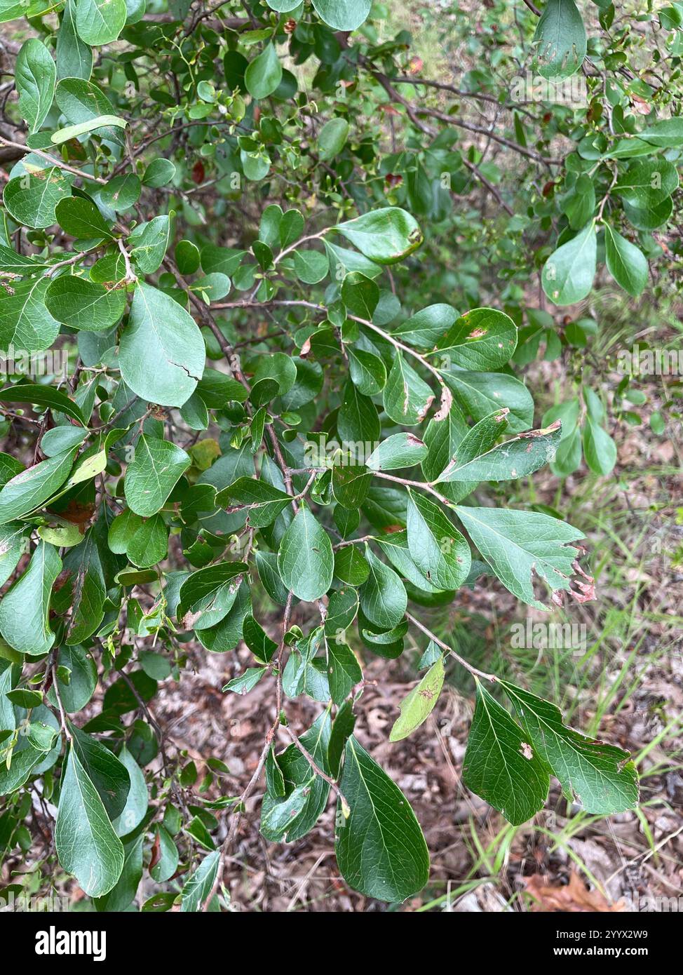 sparkleberry (Vaccinium arboreum Stock Photo - Alamy