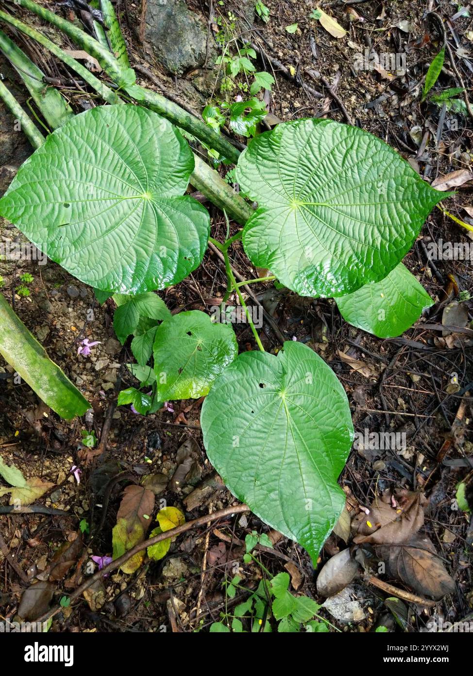 pariparoba (Piper peltatum Stock Photo - Alamy