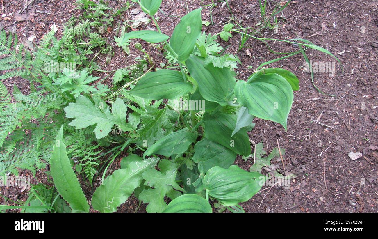 white twisted-stalk (Streptopus amplexifolius Stock Photo - Alamy