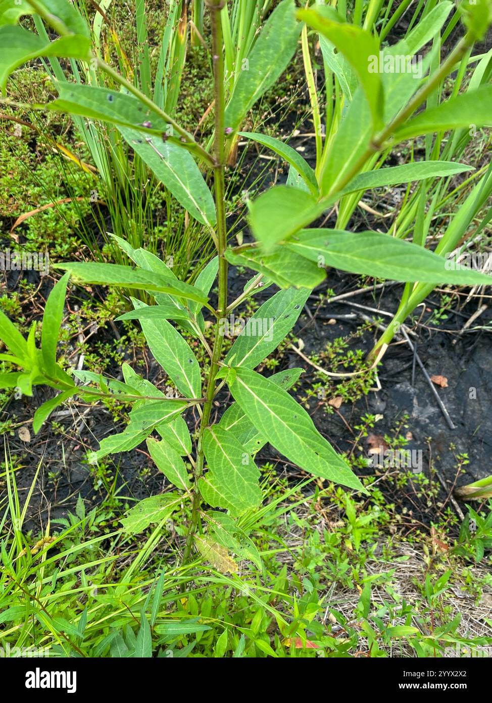 swamp milkweed (Asclepias incarnata Stock Photo - Alamy