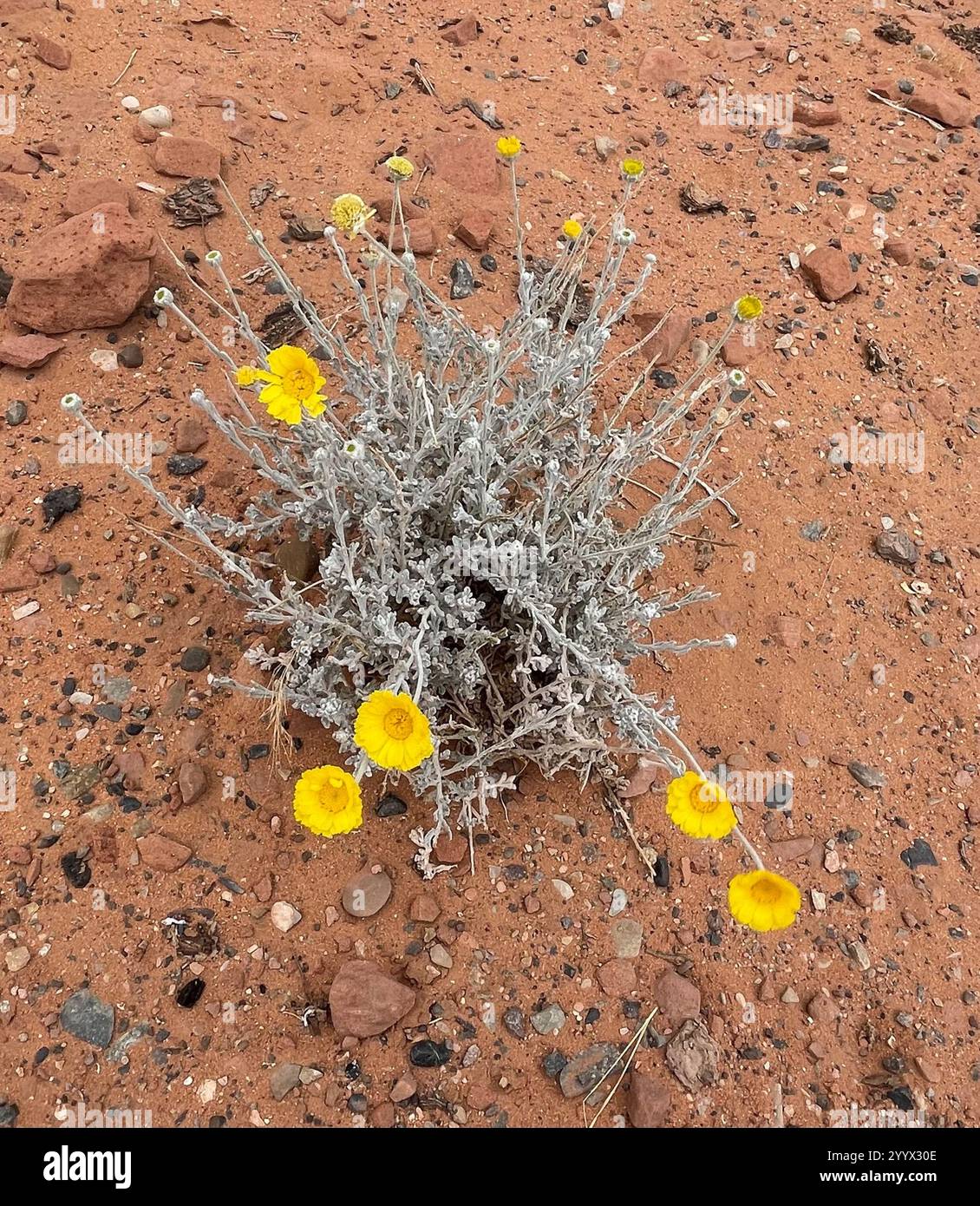 Desert Marigold (Baileya multiradiata Stock Photo - Alamy