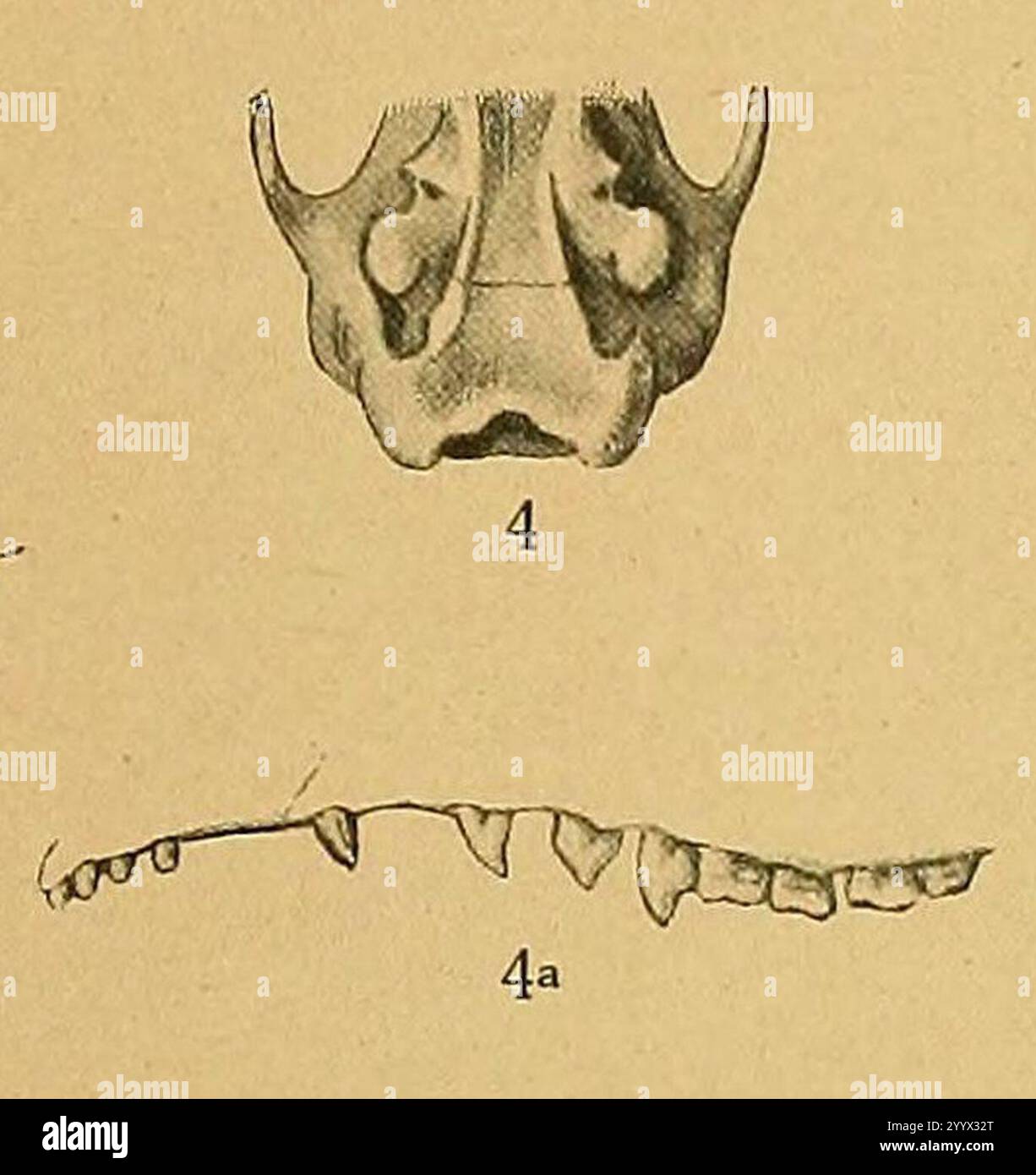 Echymipera hi-res stock photography and images - Alamy