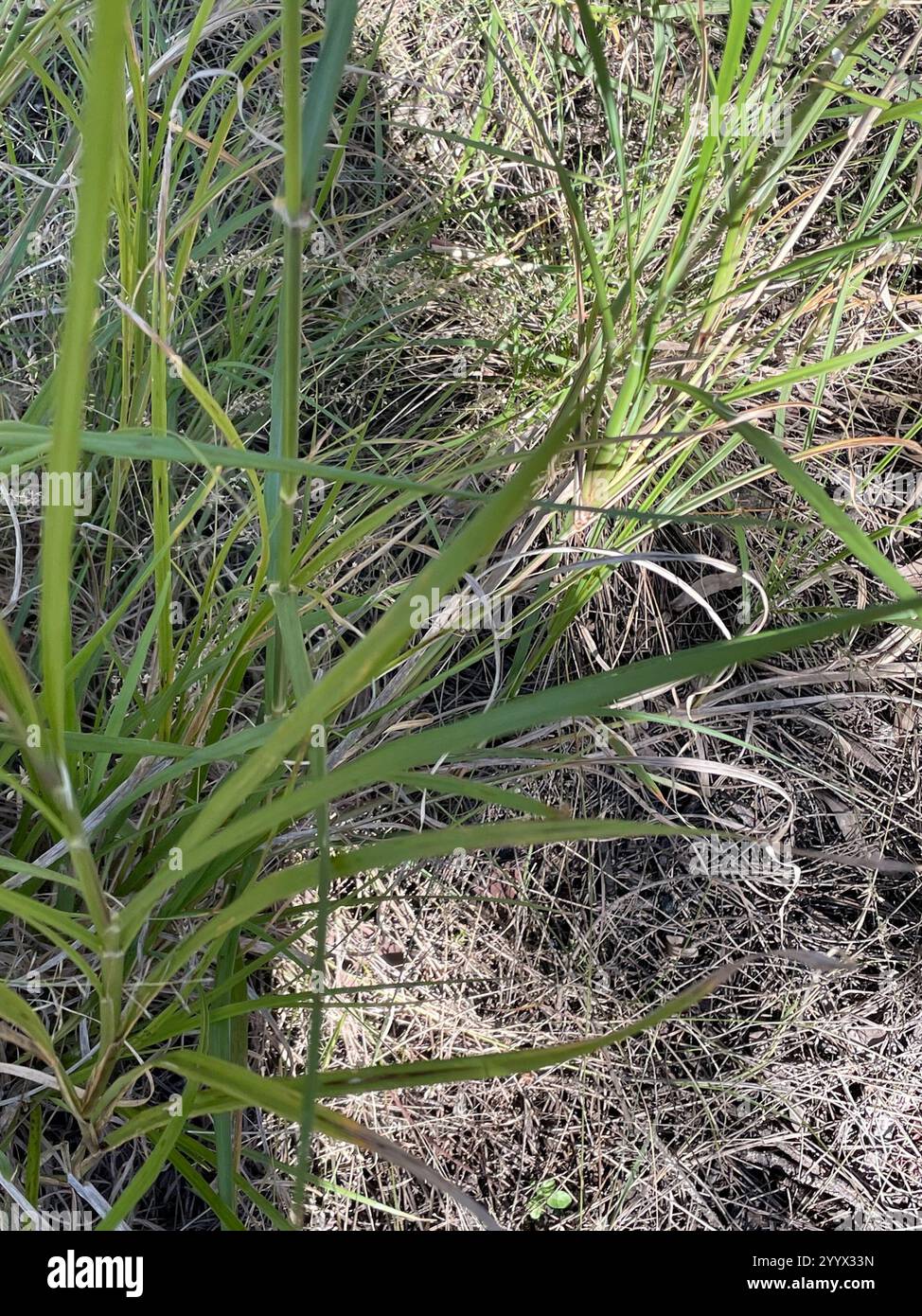 Rhodes Grass (Chloris gayana Stock Photo - Alamy