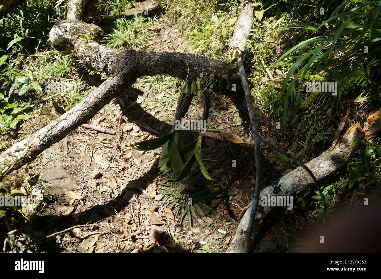 rock orchid (Dendrobium speciosum Stock Photo - Alamy