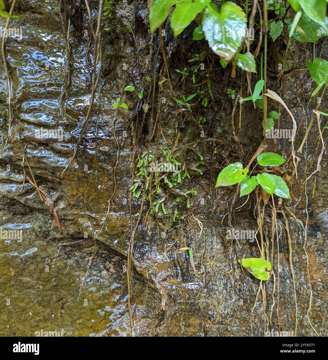 Complex thallose liverworts (Marchantiales Stock Photo - Alamy