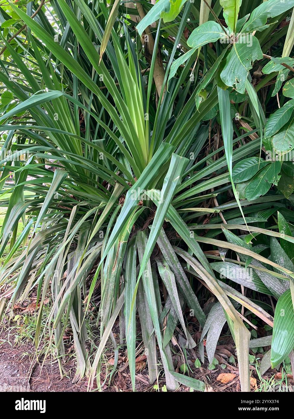 thatch screwpine (Pandanus tectorius Stock Photo - Alamy