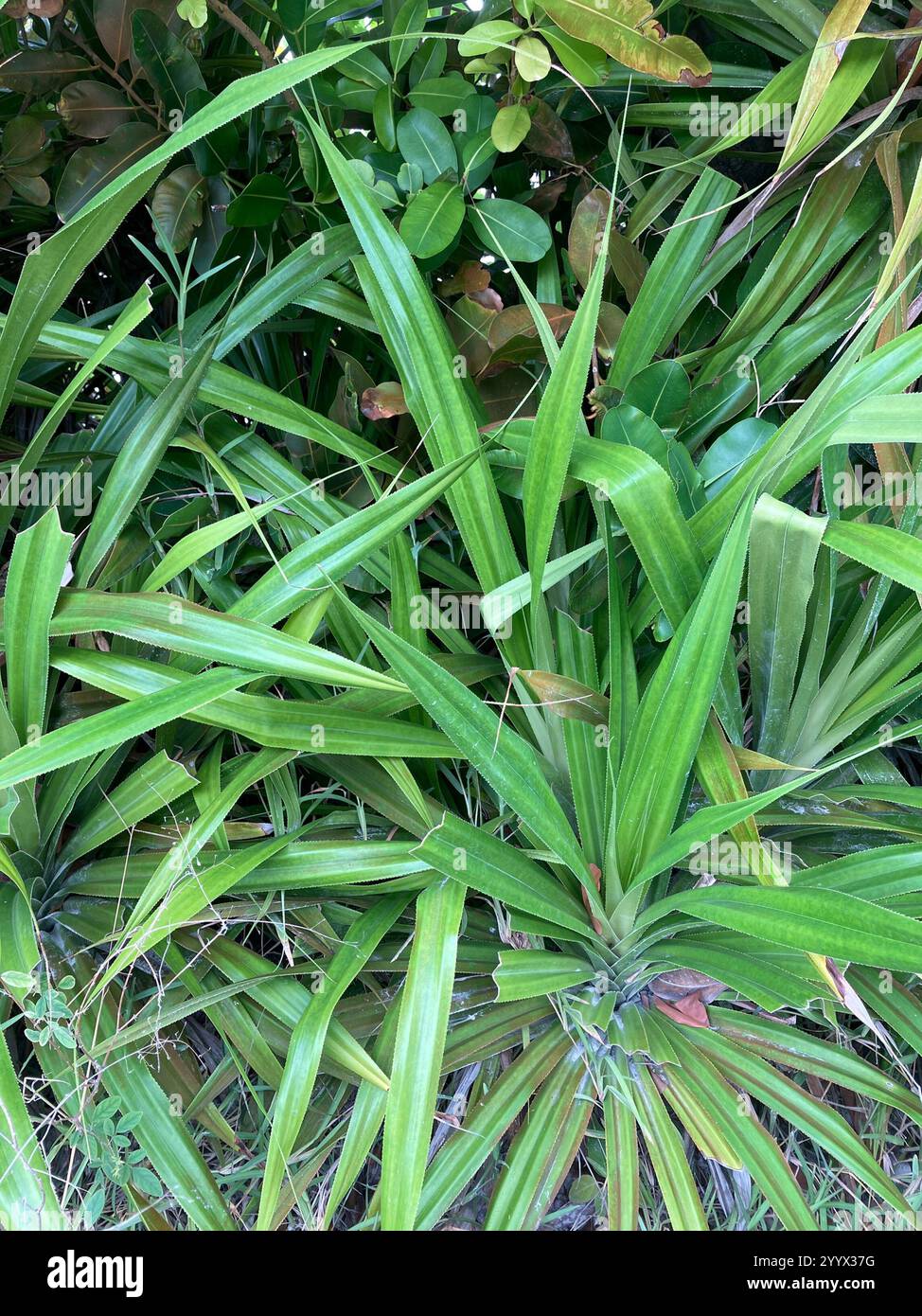 thatch screwpine (Pandanus tectorius Stock Photo - Alamy