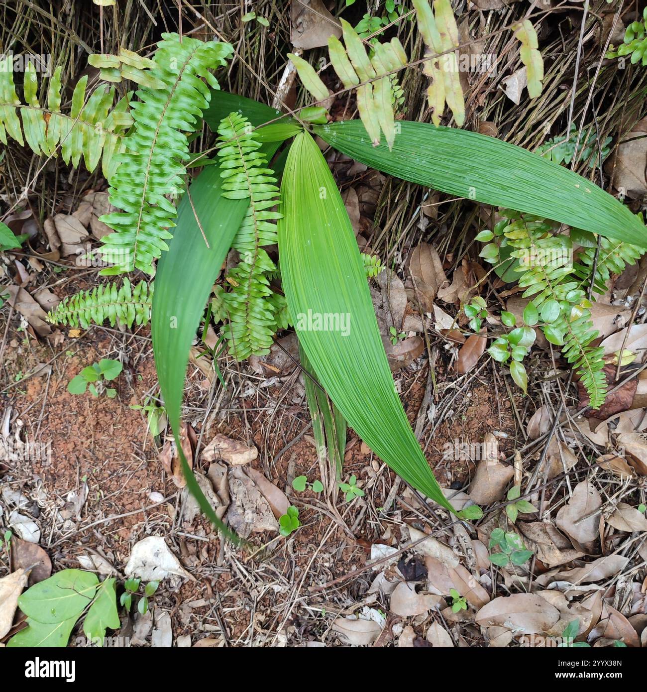 Philippine Ground Orchid (Spathoglottis plicata Stock Photo - Alamy
