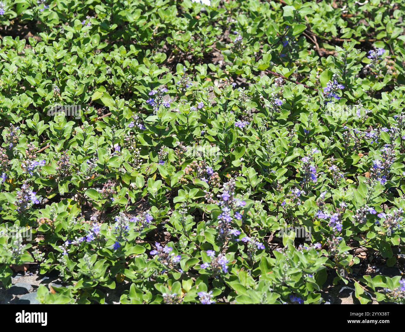 Beach vitex hi-res stock photography and images - Alamy