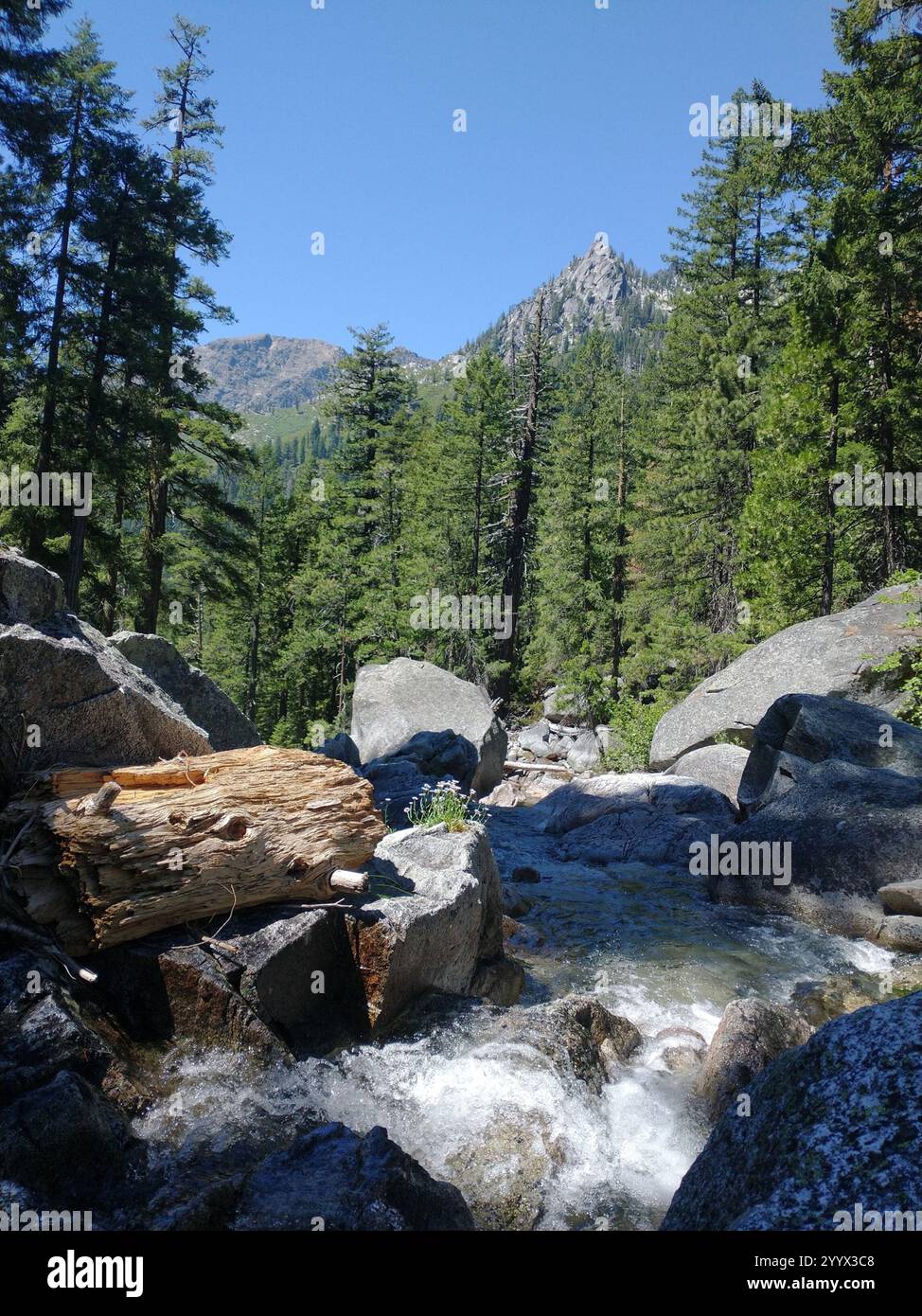 Siskiyou daisy (Erigeron cervinus Stock Photo - Alamy