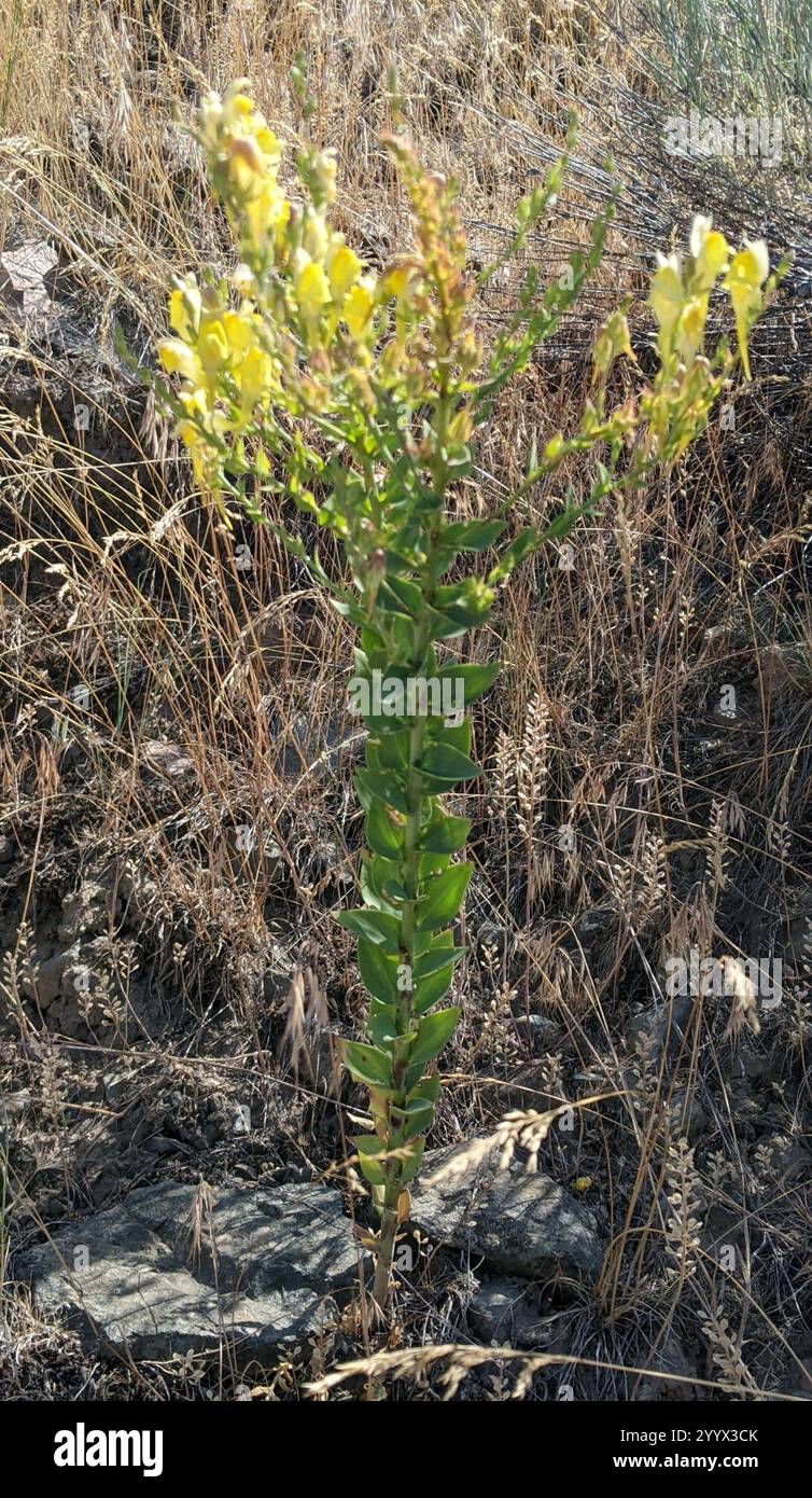 Balkan toadflax (Linaria dalmatica Stock Photo - Alamy