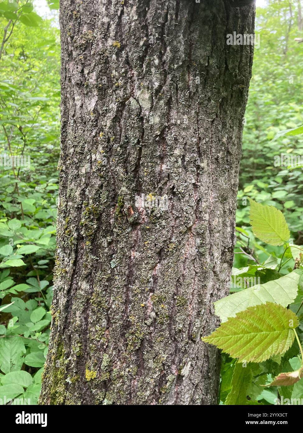 balsam poplar (Populus balsamifera Stock Photo - Alamy