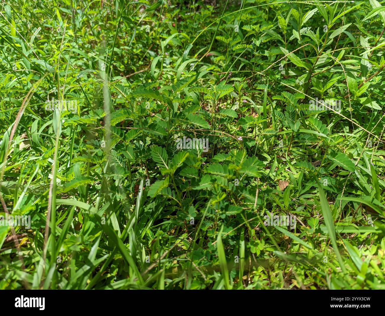 Chamberbitter (Phyllanthus urinaria Stock Photo - Alamy