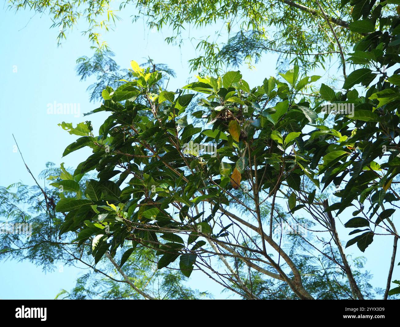 Ficus septica hi-res stock photography and images - Alamy