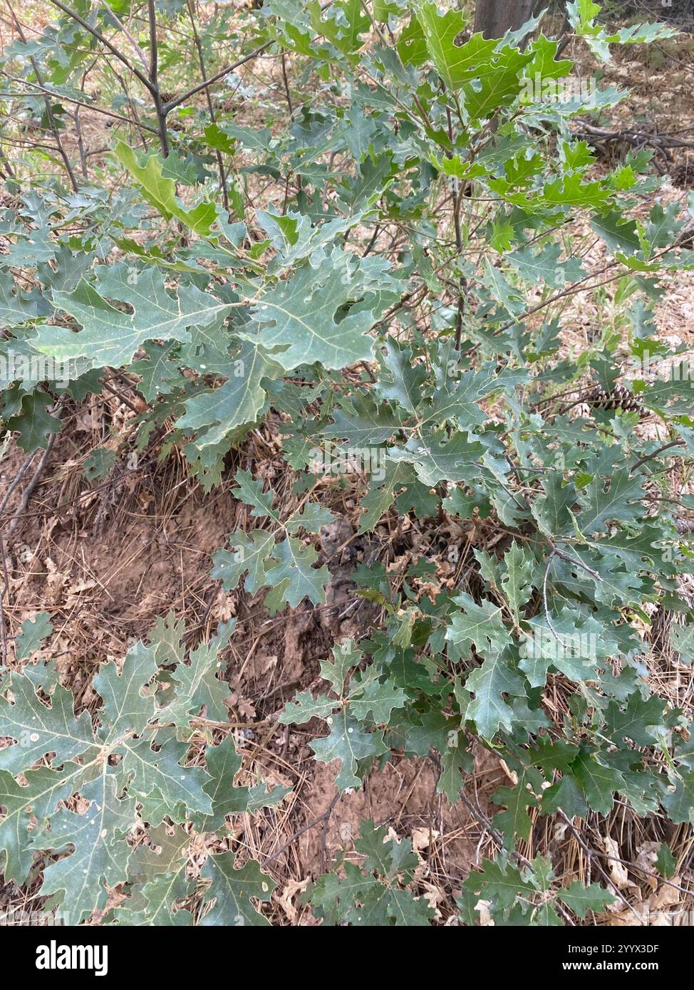 California black oak (Quercus kelloggii Stock Photo - Alamy