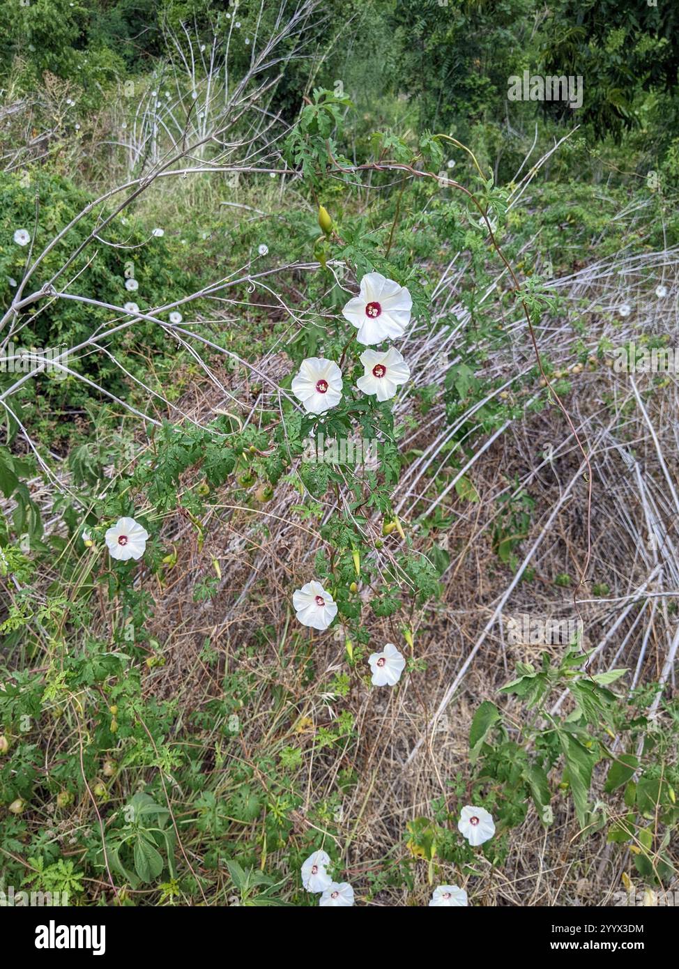Alamo vine hi-res stock photography and images - Alamy