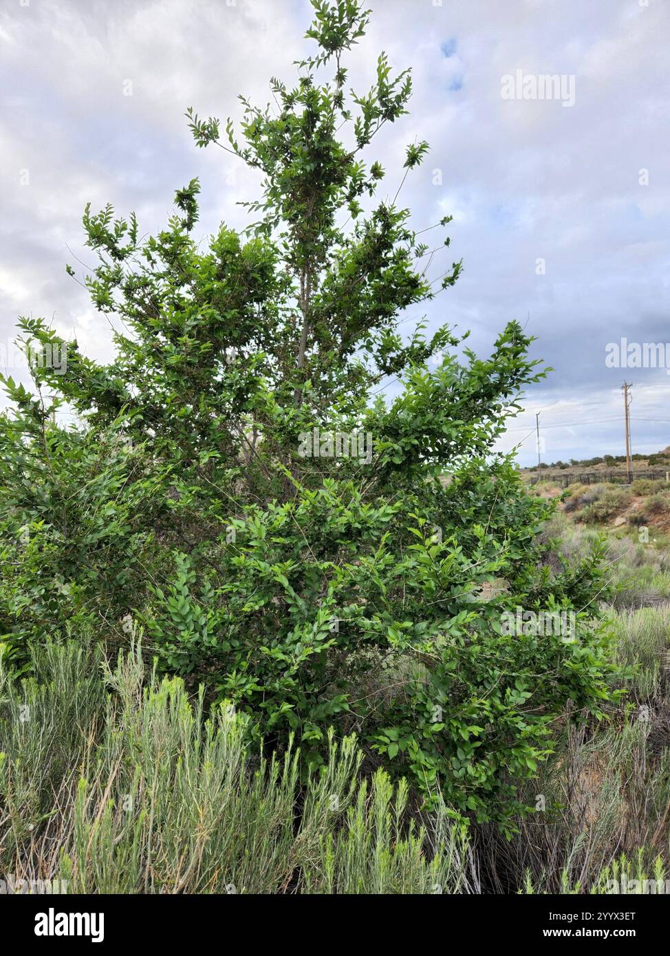 Siberian elm (Ulmus pumila Stock Photo - Alamy