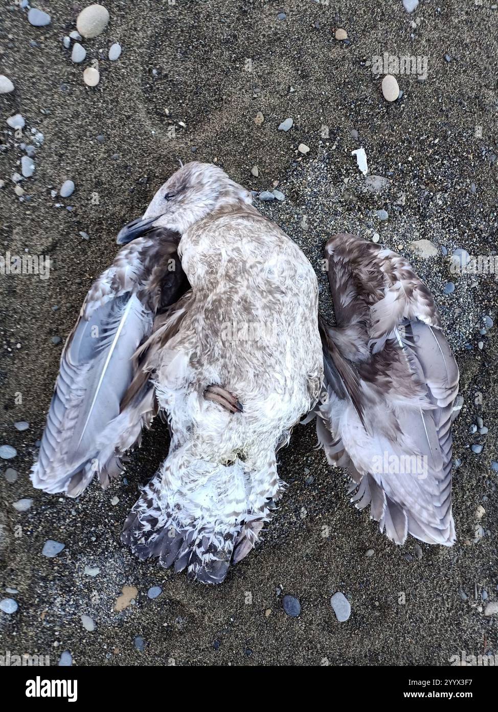 Southern Black-backed Gull (Larus dominicanus dominicanus Stock Photo ...