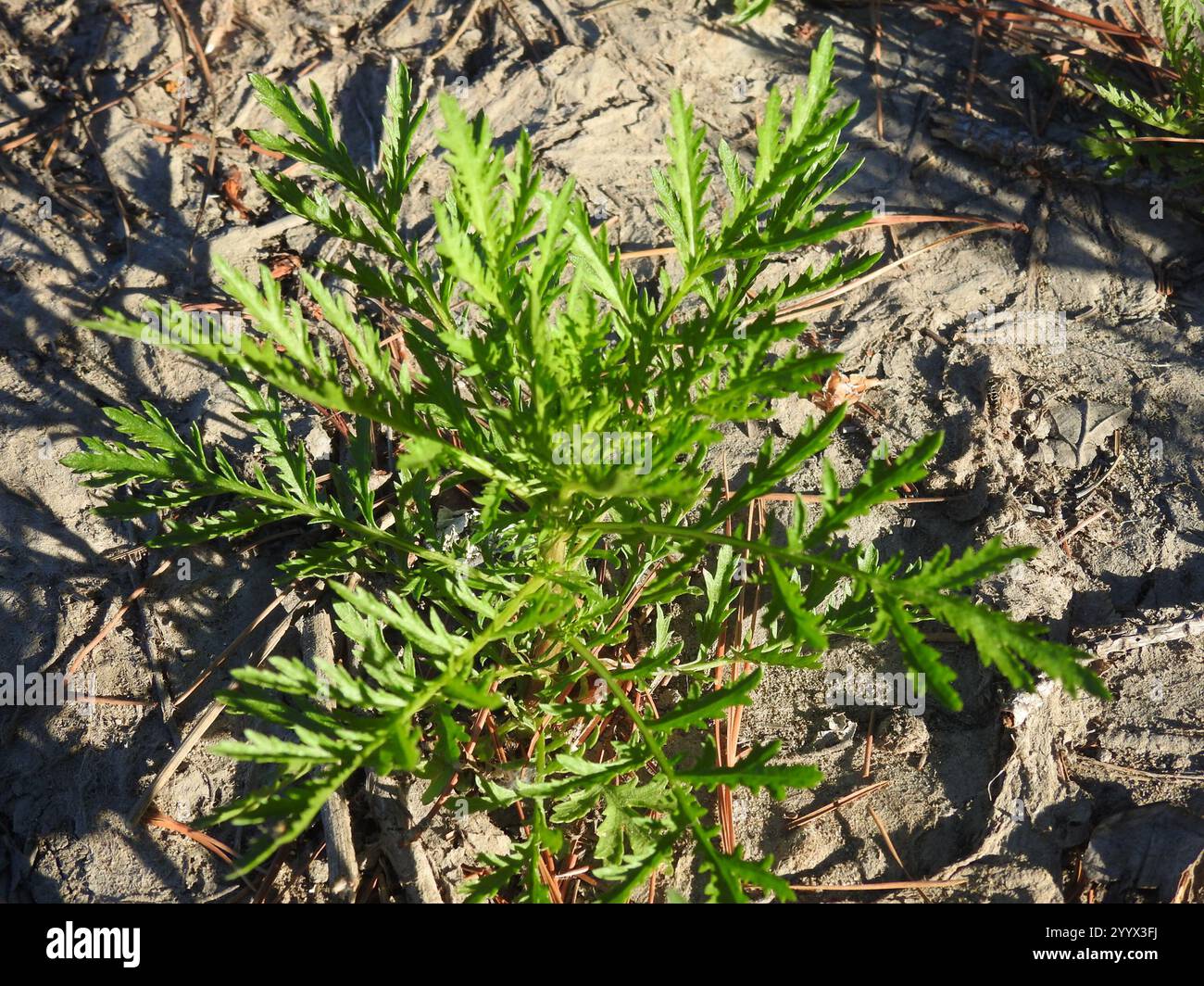 biennial wormwood (Artemisia biennis Stock Photo - Alamy