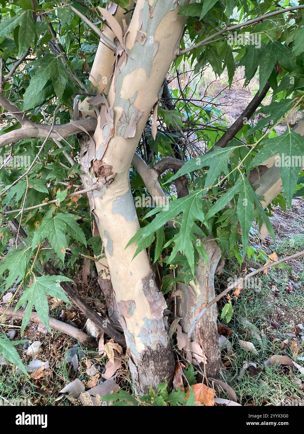 Arizona sycamore (Platanus wrightii Stock Photo - Alamy