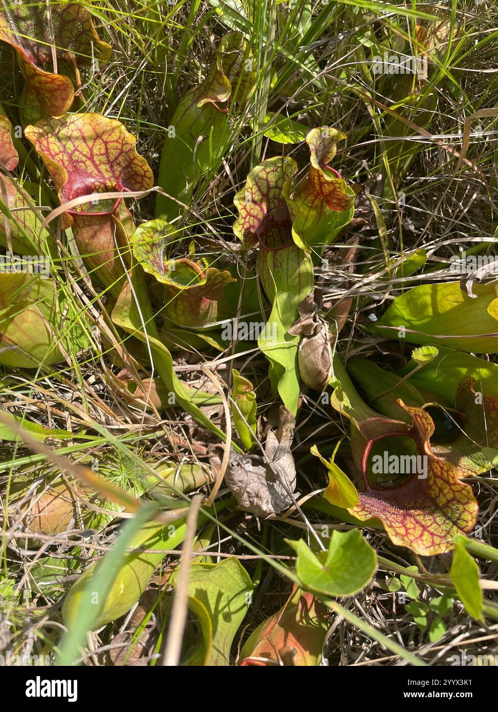 Southern Purple Pitcher Plant (Sarracenia purpurea venosa Stock Photo ...