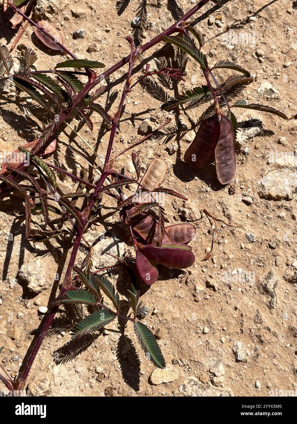 Tropical puff (Neptunia pubescens Stock Photo - Alamy