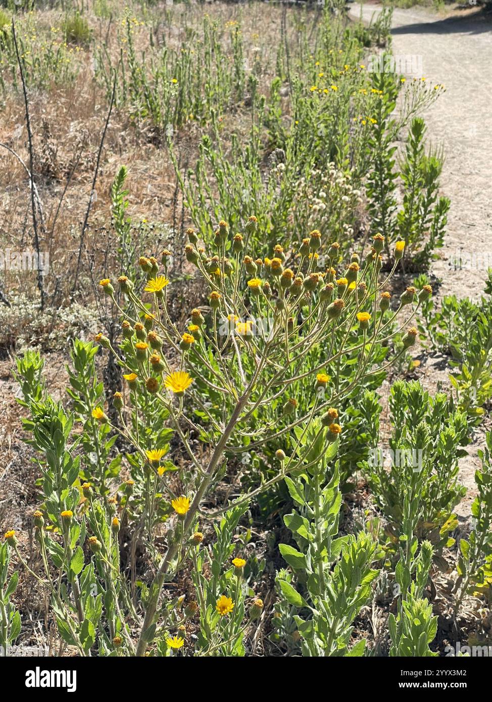 Telegraphweed (Heterotheca grandiflora Stock Photo - Alamy