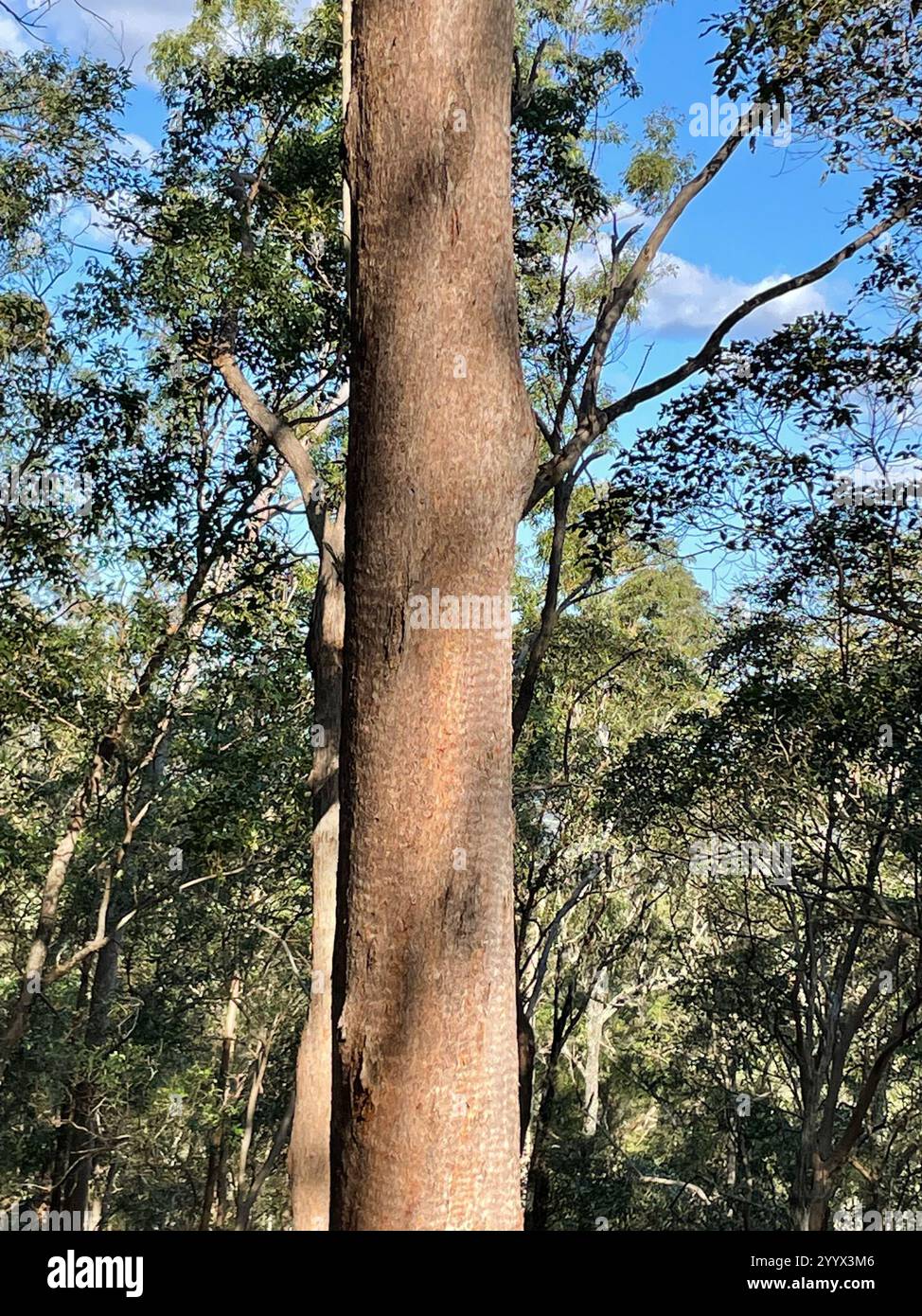 Tallowwood (Eucalyptus microcorys Stock Photo - Alamy