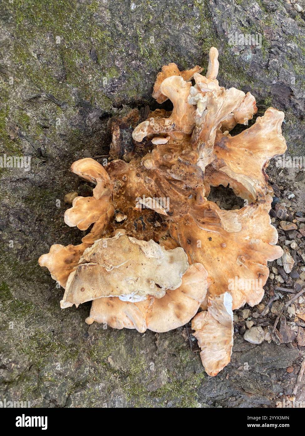 Berkeley's Polypore (Bondarzewia berkeleyi Stock Photo - Alamy