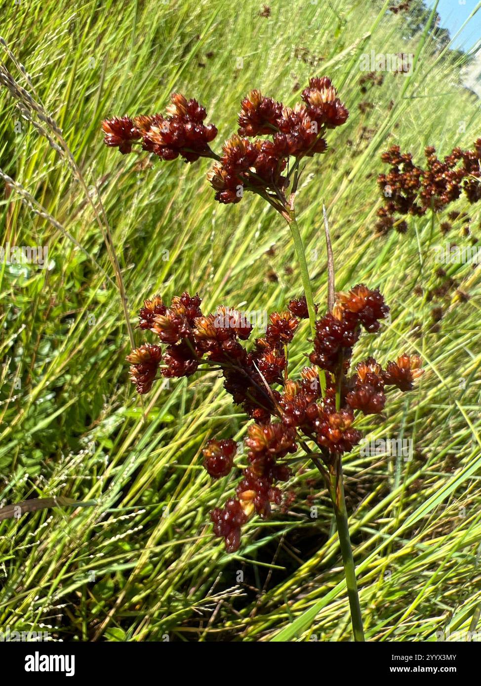 Large Grass-leaved Rush (Juncus biflorus Stock Photo - Alamy