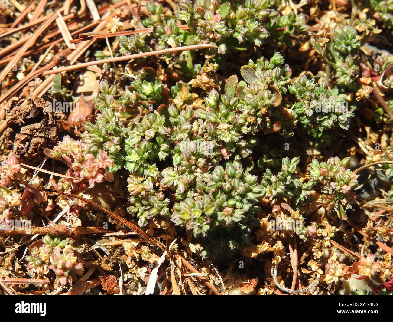 fourleaf manyseed (Polycarpon tetraphyllum Stock Photo - Alamy