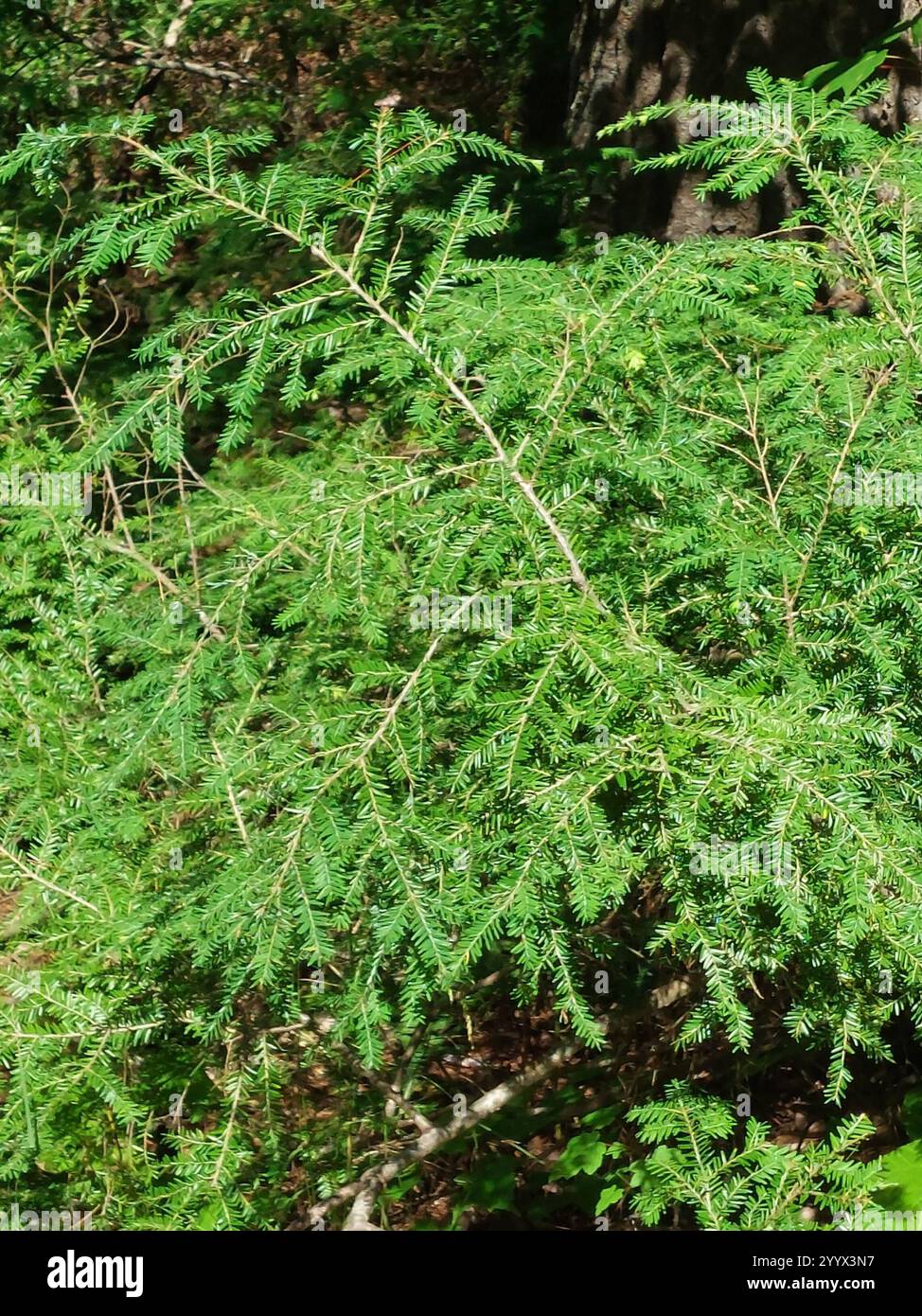 eastern hemlock (Tsuga canadensis Stock Photo - Alamy